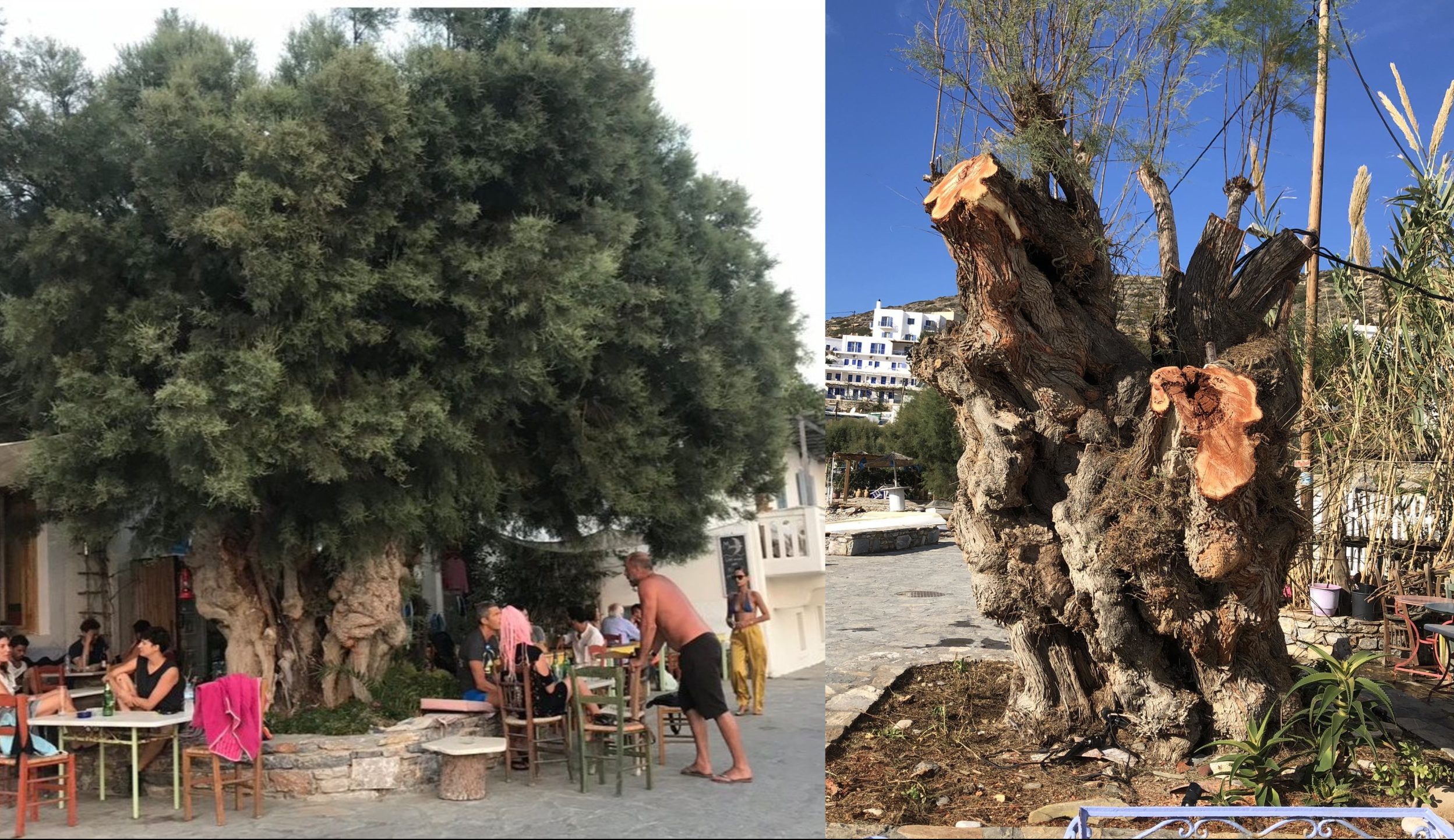 Το αλμυρίκι που ακρωτηριάστηκε - Βιώσιμες Κυκλάδες